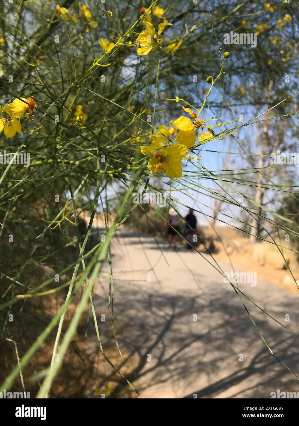 Mexican palo verde (Parkinsonia aculeata) Plantae Stock Photo - Alamy