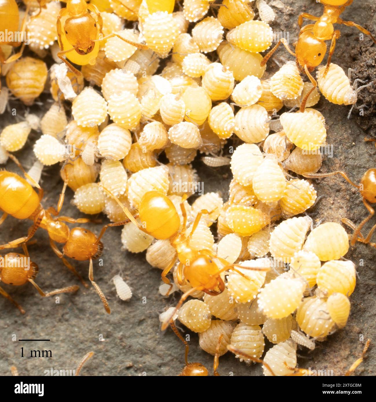 Citronella Ants, Fuzzy Ants, and Allies (Lasius) Insecta Stock Photo ...