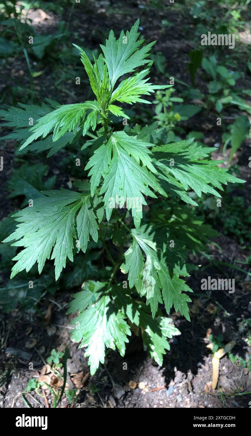 common mugwort (Artemisia vulgaris) Plantae Stock Photo - Alamy