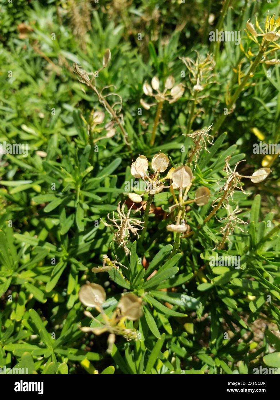 Common Peppergrass (Lepidium densiflorum) Plantae Stock Photo - Alamy