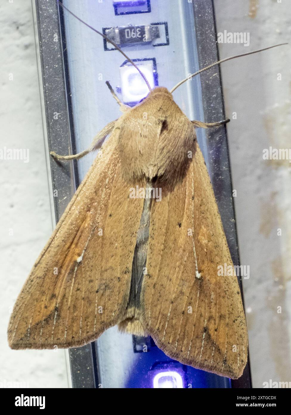White-speck Moth (Mythimna unipuncta) Insecta Stock Photo - Alamy
