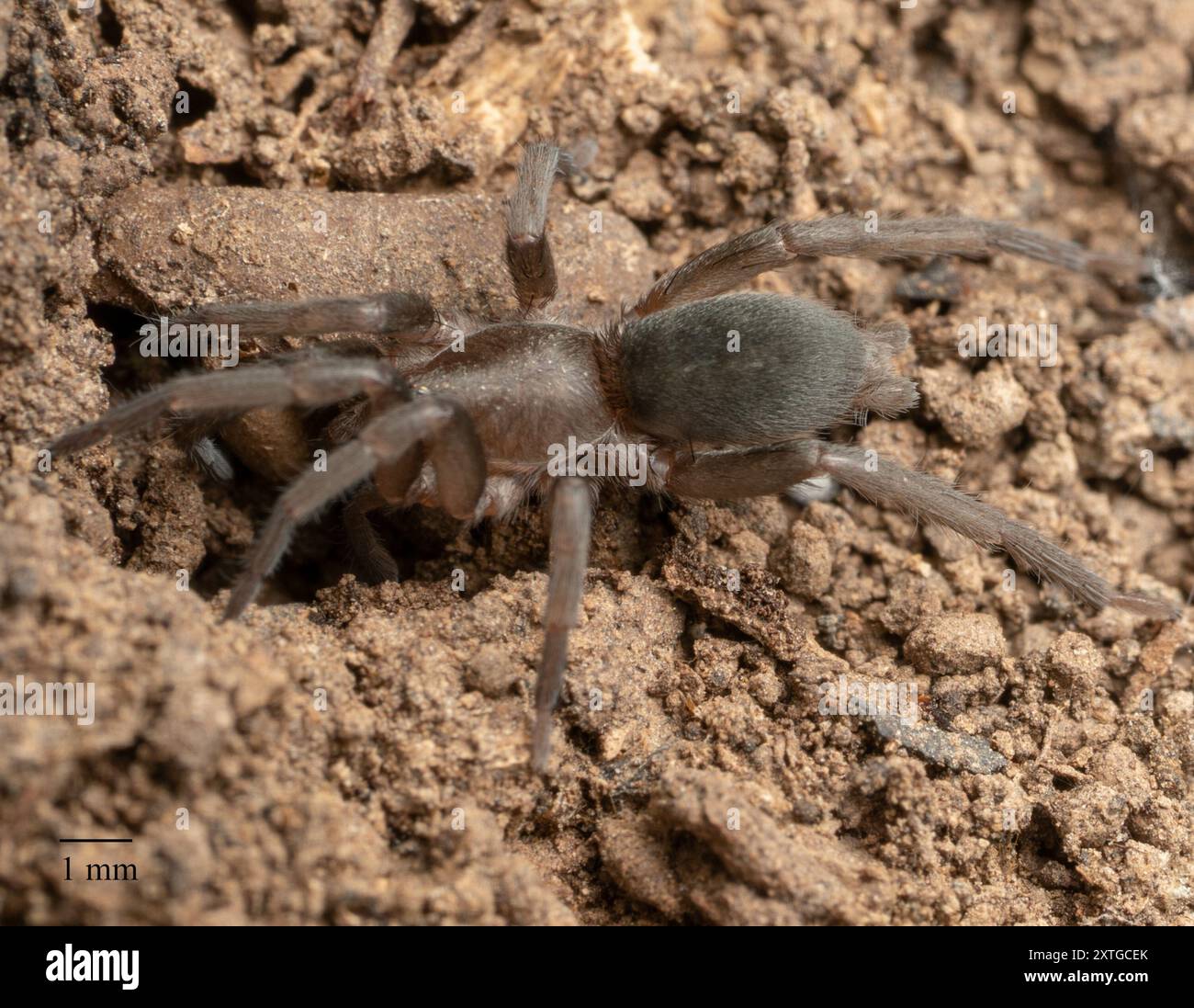 Stealthy Ground Spiders (Gnaphosidae) Arachnida Stock Photo - Alamy