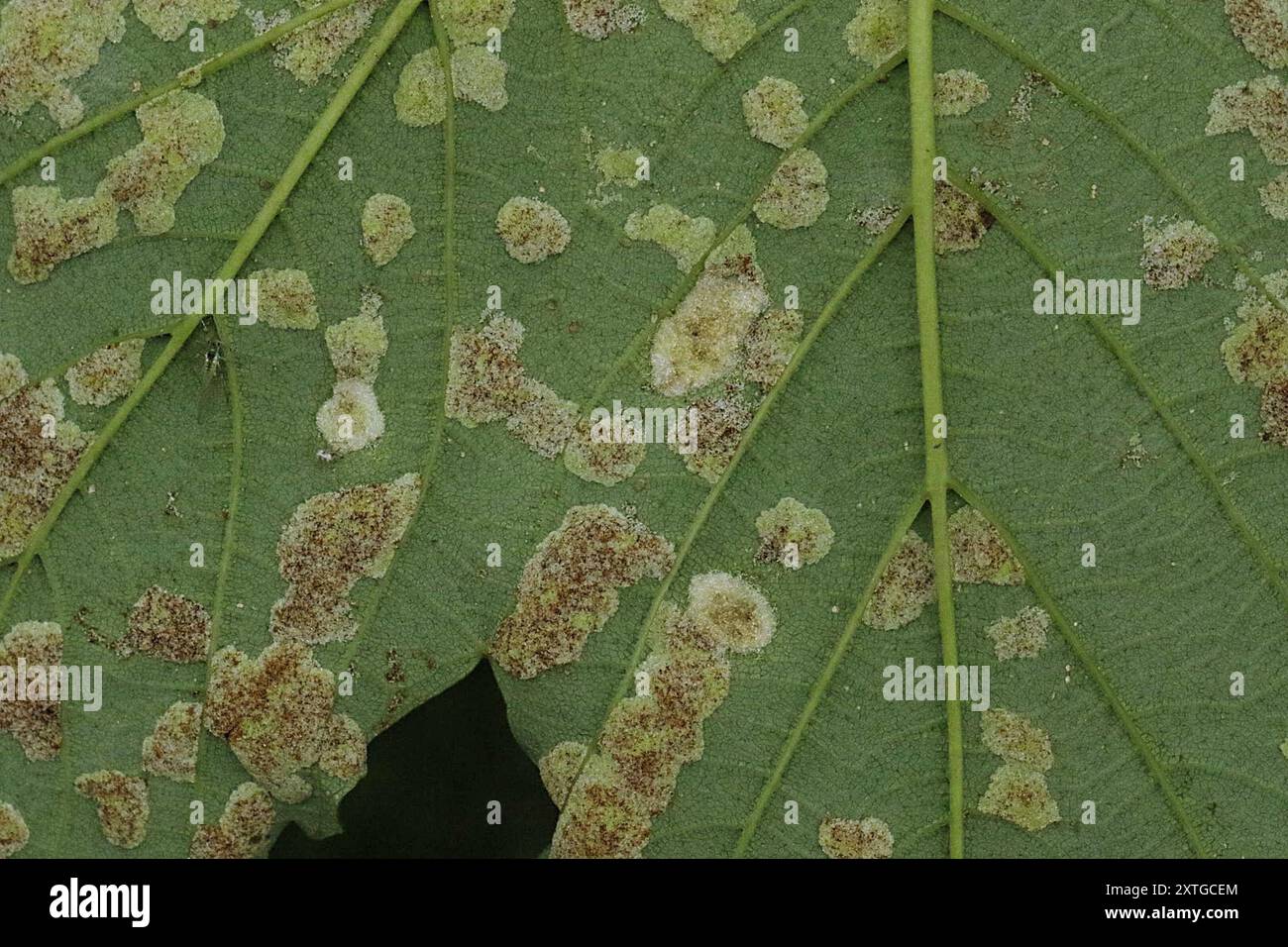 Sycamore Felt Gall Mite (Aceria pseudoplatani) Arachnida Stock Photo ...