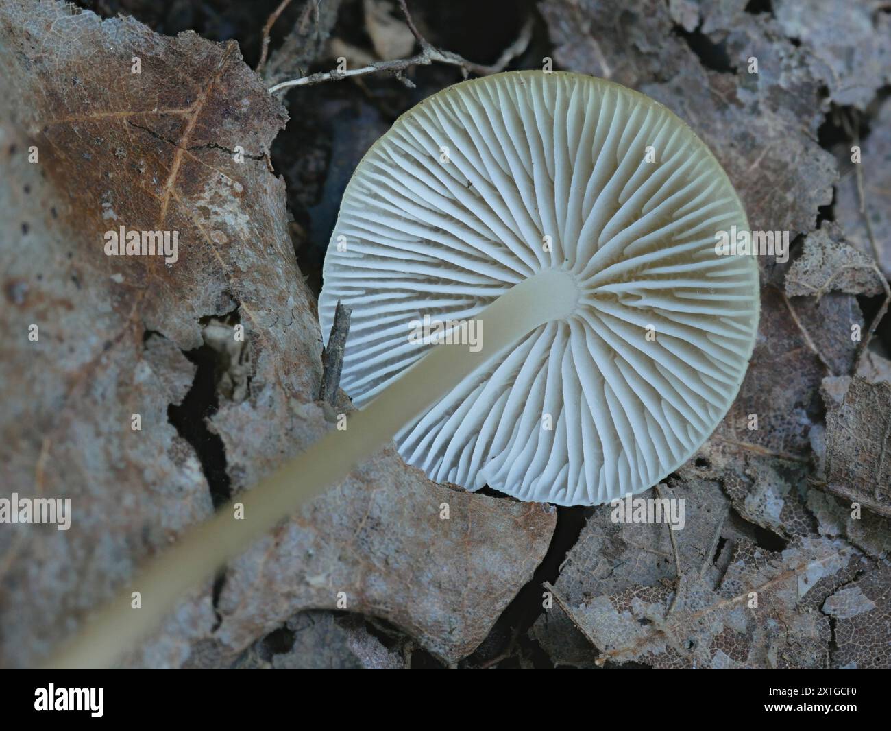 common bonnet (Mycena galericulata) Fungi Stock Photo - Alamy