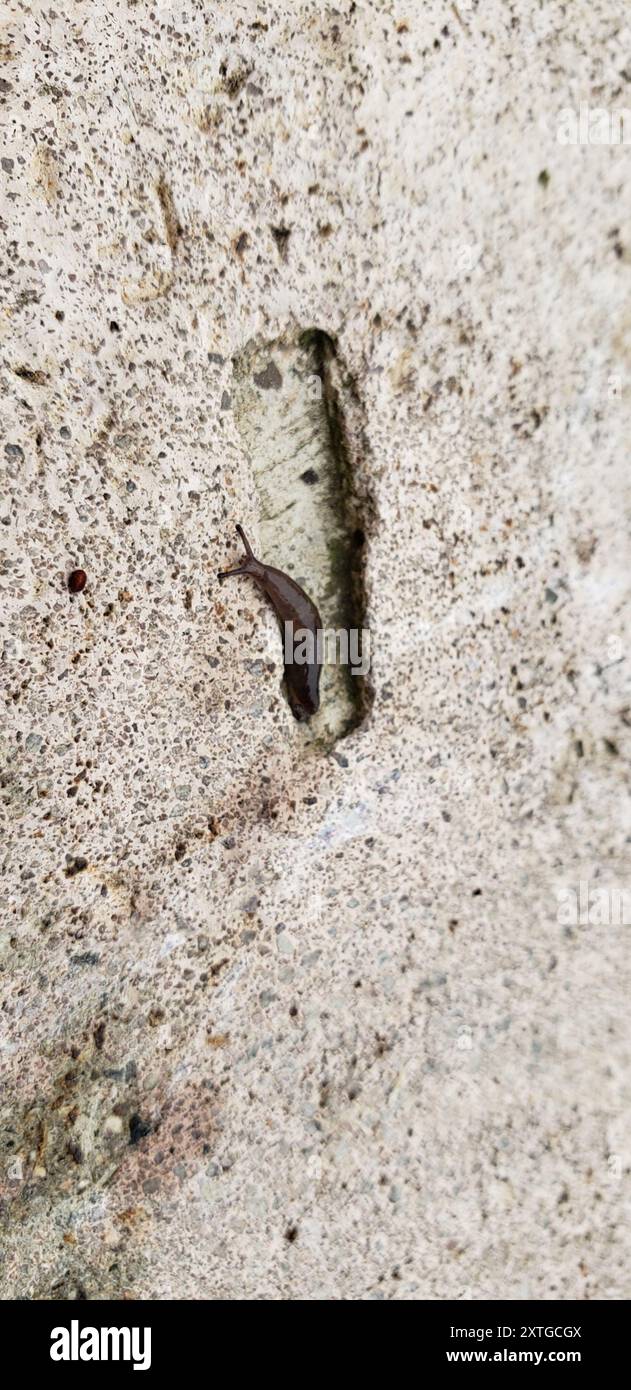 Smooth Land Slugs (Deroceras) Mollusca Stock Photo - Alamy