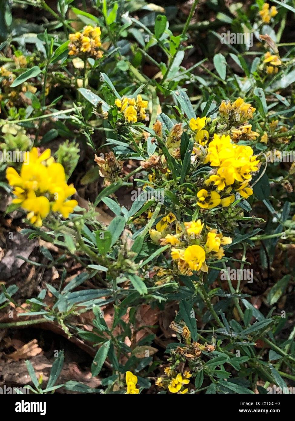 sickle alfalfa (Medicago falcata) Plantae Stock Photo - Alamy