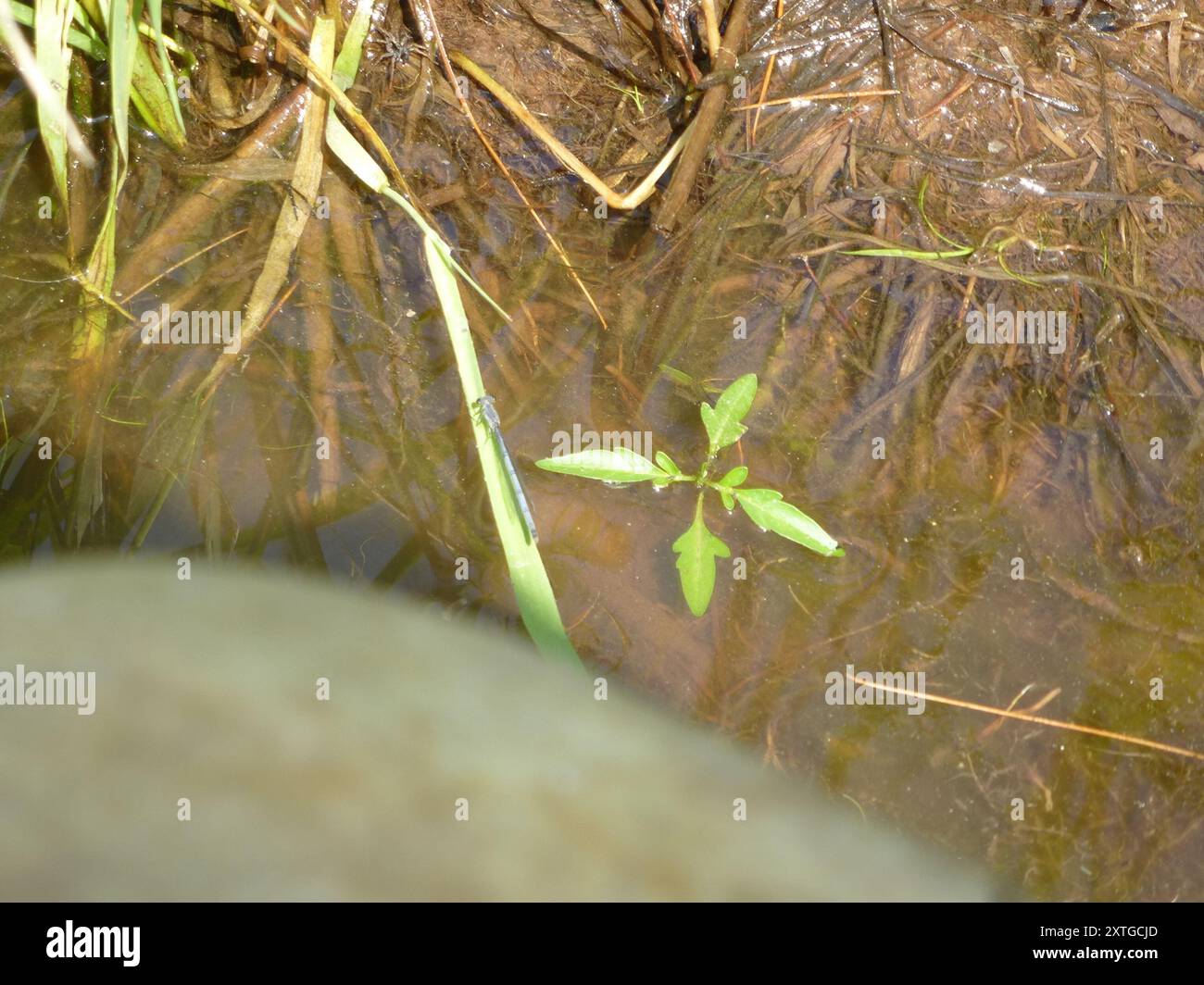 Eastern Forktail (Ischnura verticalis) Insecta Stock Photo - Alamy