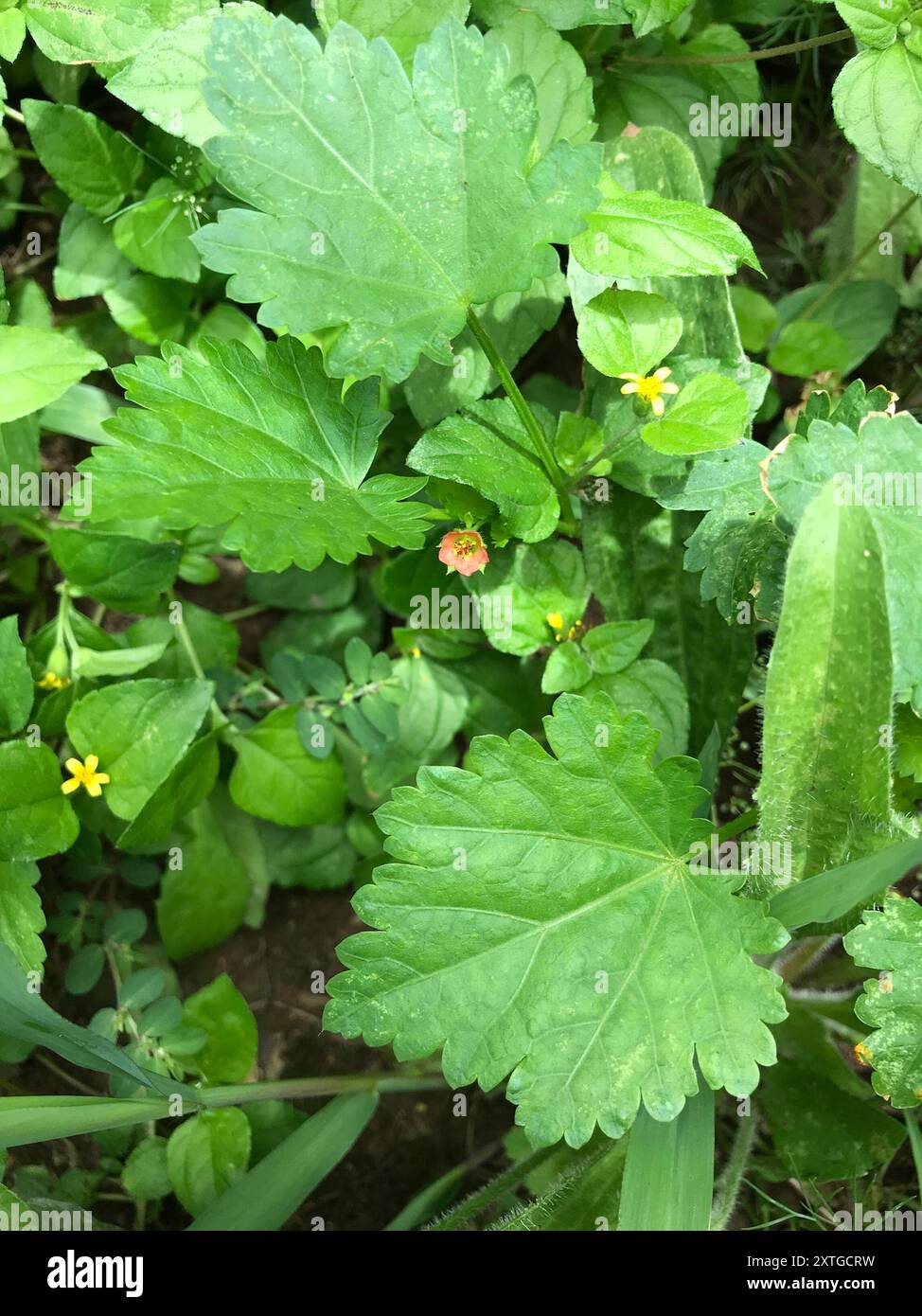 Carolina Bristlemallow (Modiola caroliniana) Plantae Stock Photo - Alamy
