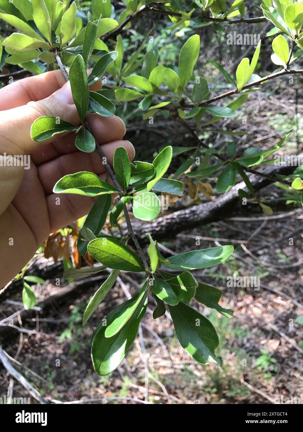 Gum bumelia (Sideroxylon lanuginosum) Plantae Stock Photo - Alamy