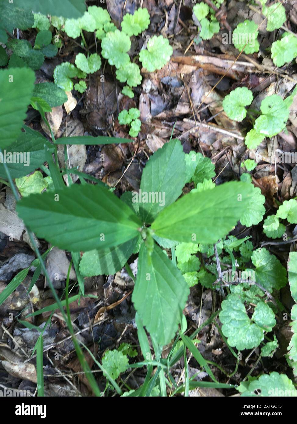 Cuban jute (Sida rhombifolia) Plantae Stock Photo - Alamy