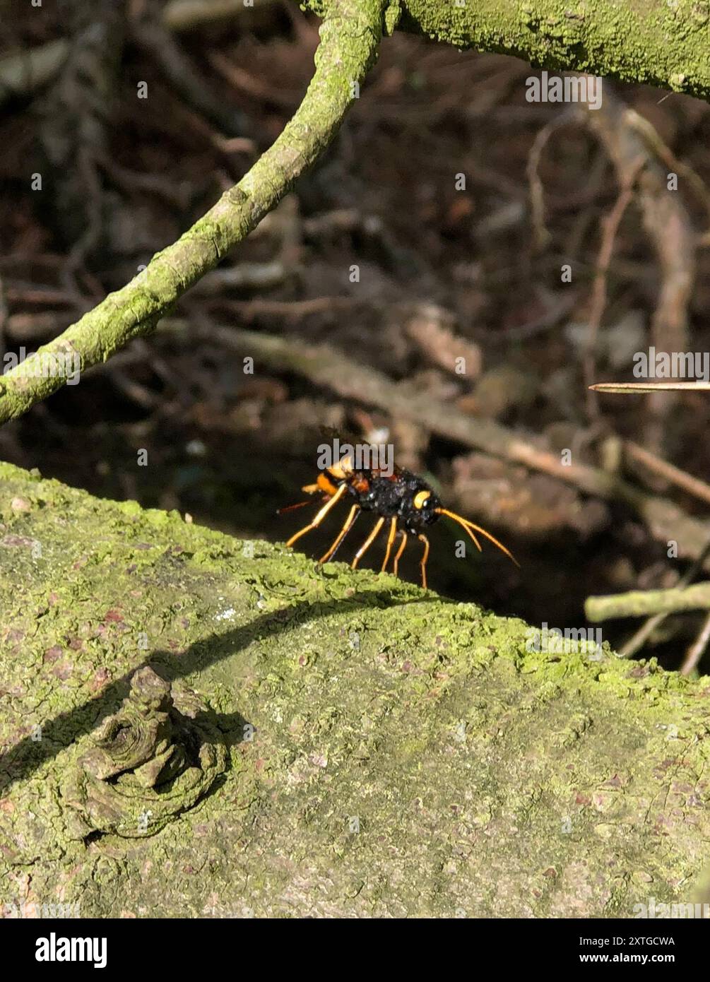 Giant Woodwasp (Urocerus gigas) Insecta Stock Photo - Alamy