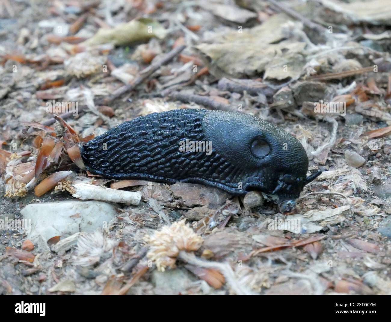 Black Slug (Arion ater) Mollusca Stock Photo - Alamy