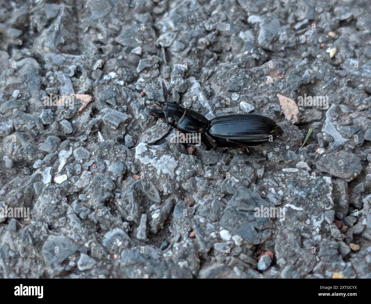 Big-headed Ground Beetle (Scarites subterraneus) Insecta Stock Photo ...