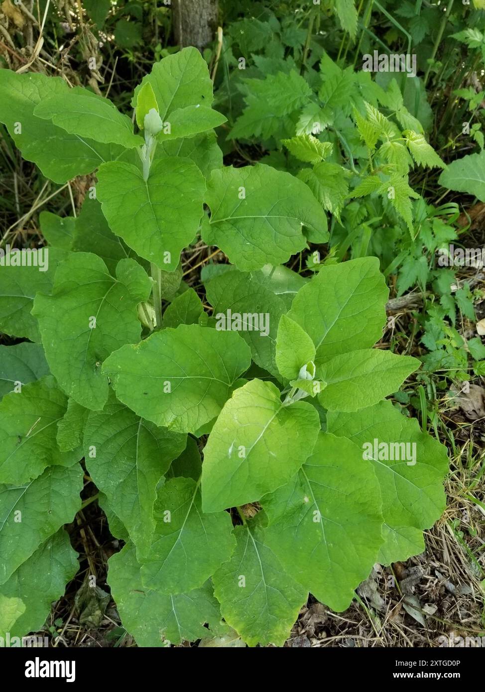 lesser burdock (Arctium minus) Plantae Stock Photo - Alamy