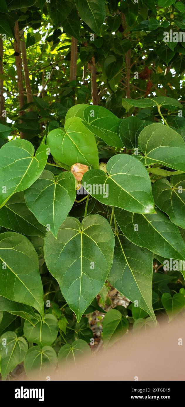 Portia tree (Thespesia populnea) Plantae Stock Photo - Alamy