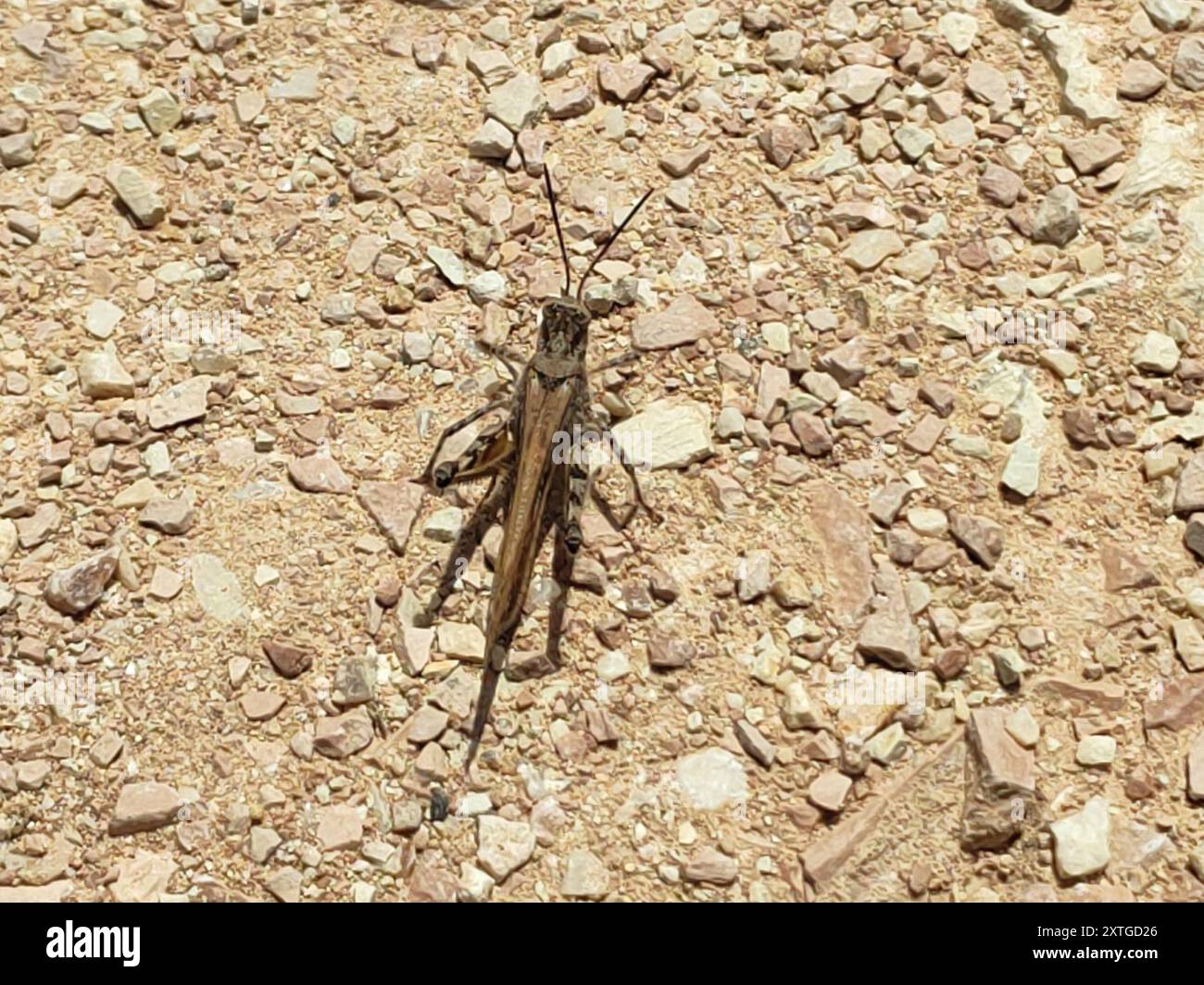 Acrotylus patruelis hi-res stock photography and images - Alamy