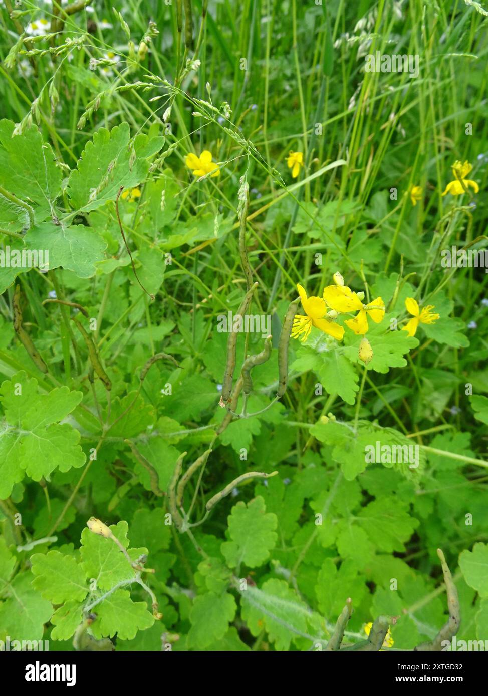 common greater celandine (Chelidonium majus majus) Plantae Stock Photo ...