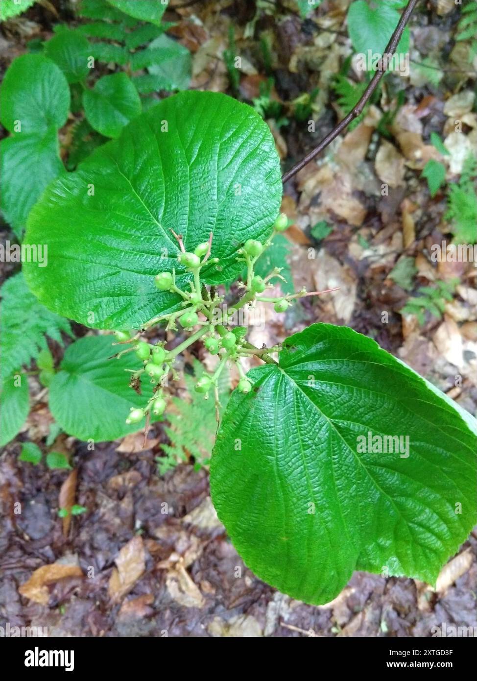 hobblebush (Viburnum lantanoides) Plantae Stock Photo - Alamy