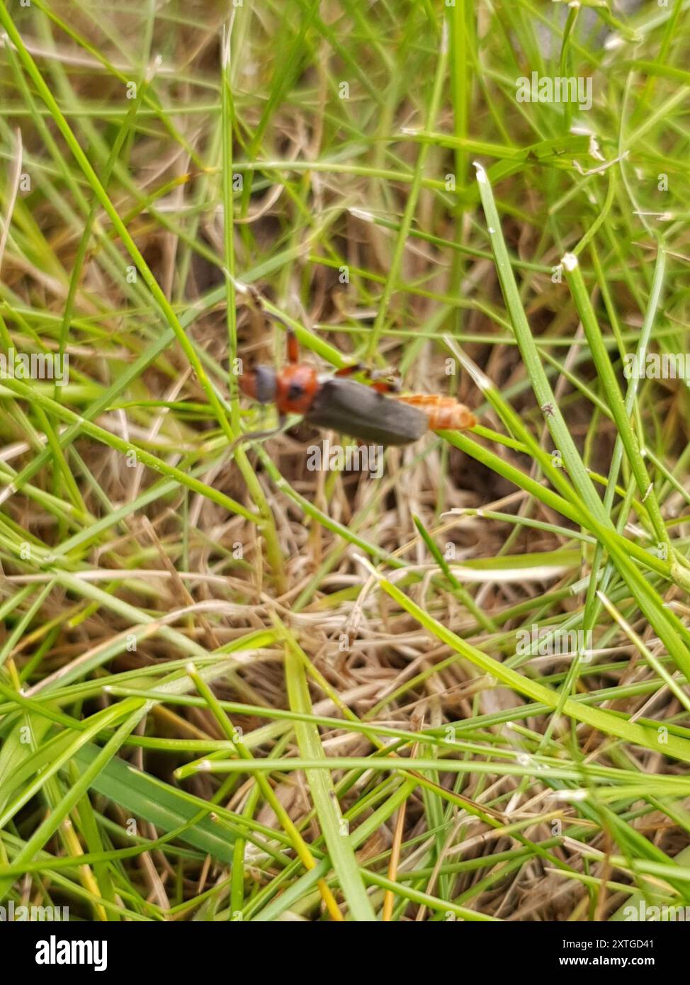 Rustic Sailor Beetle (Cantharis rustica) Insecta Stock Photo - Alamy