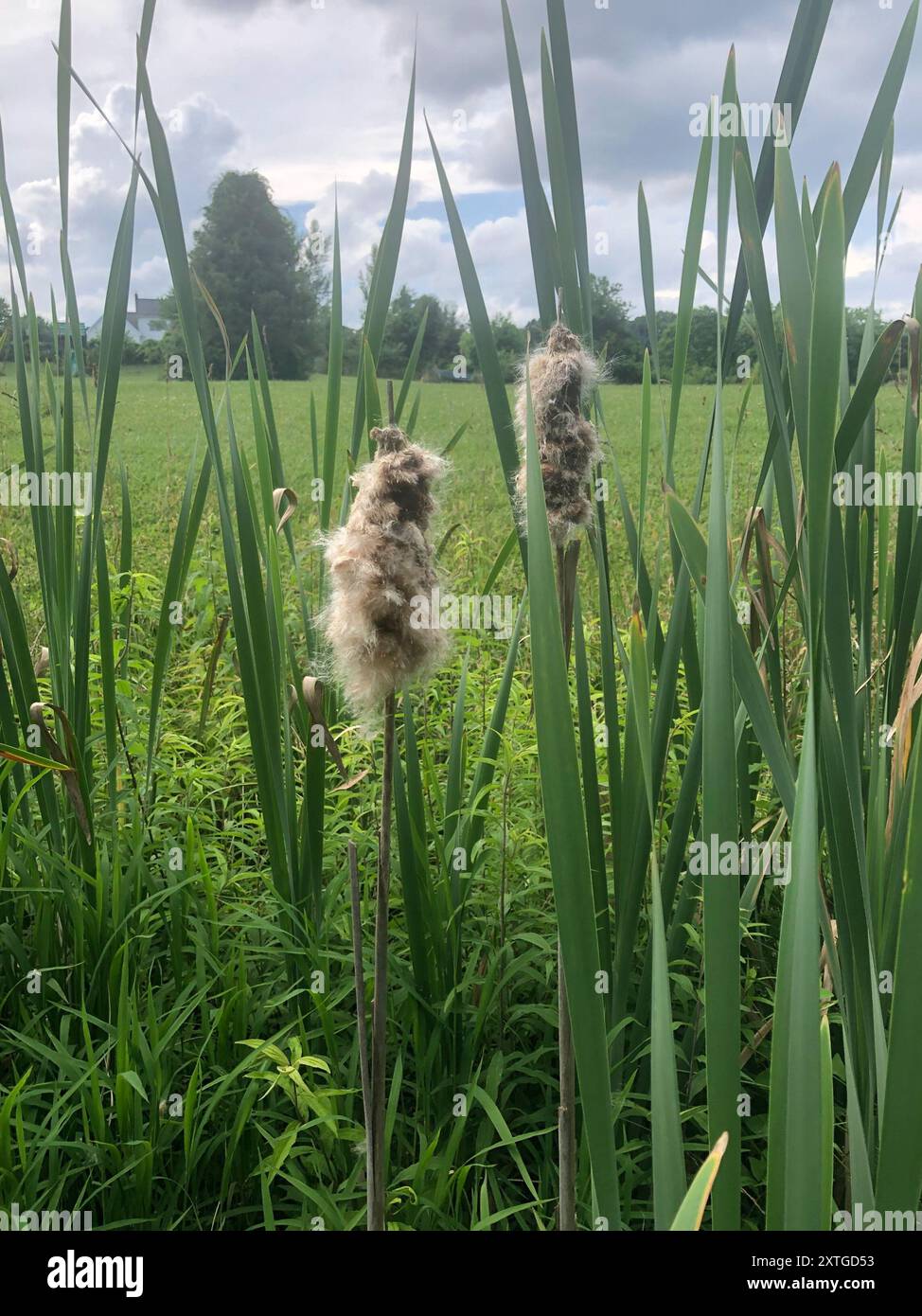 broadleaf cattail (Typha latifolia) Plantae Stock Photo - Alamy
