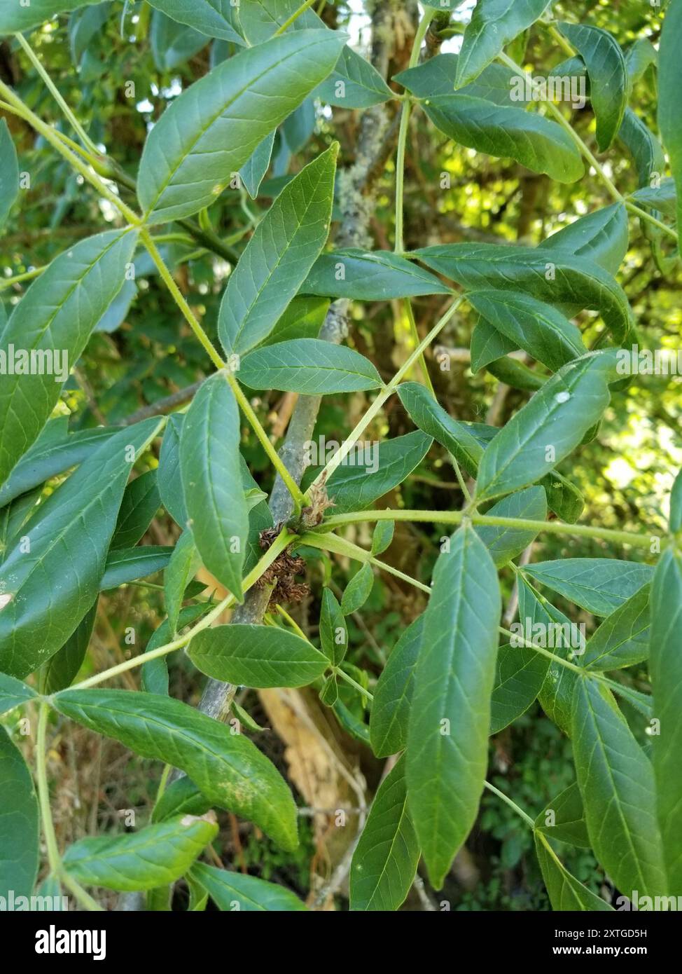 Oregon Ash (Fraxinus latifolia) Plantae Stock Photo - Alamy