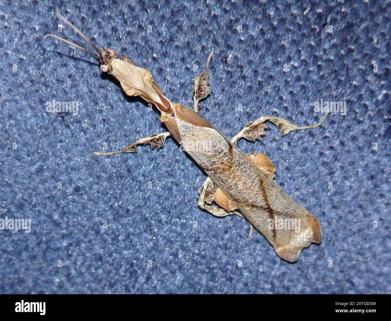Common Ghost Mantis (Phyllocrania paradoxa) Insecta Stock Photo - Alamy