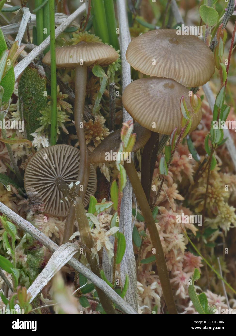 sphagnum greyling (Sphagnurus paluster) Fungi Stock Photo - Alamy