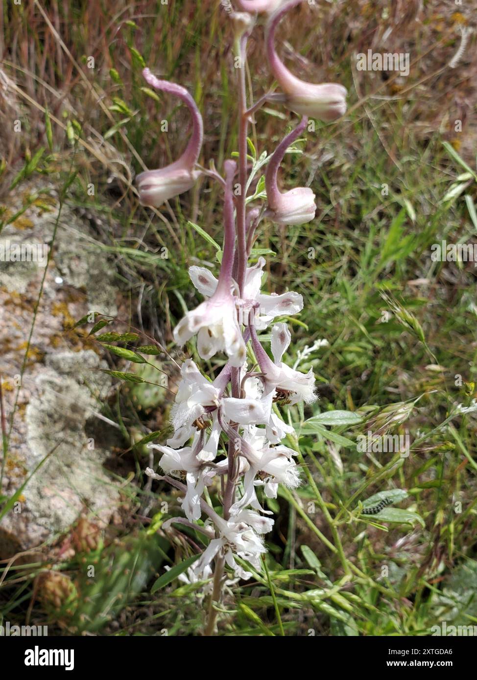 Prairie Larkspur (Delphinium carolinianum virescens) Plantae Stock ...