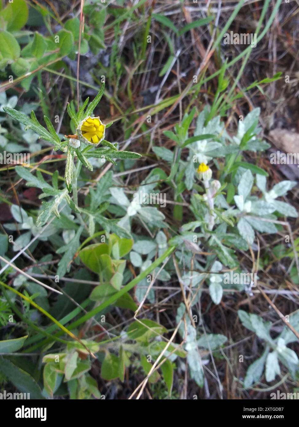 common woolly sunflower (Eriophyllum lanatum) Plantae Stock Photo - Alamy