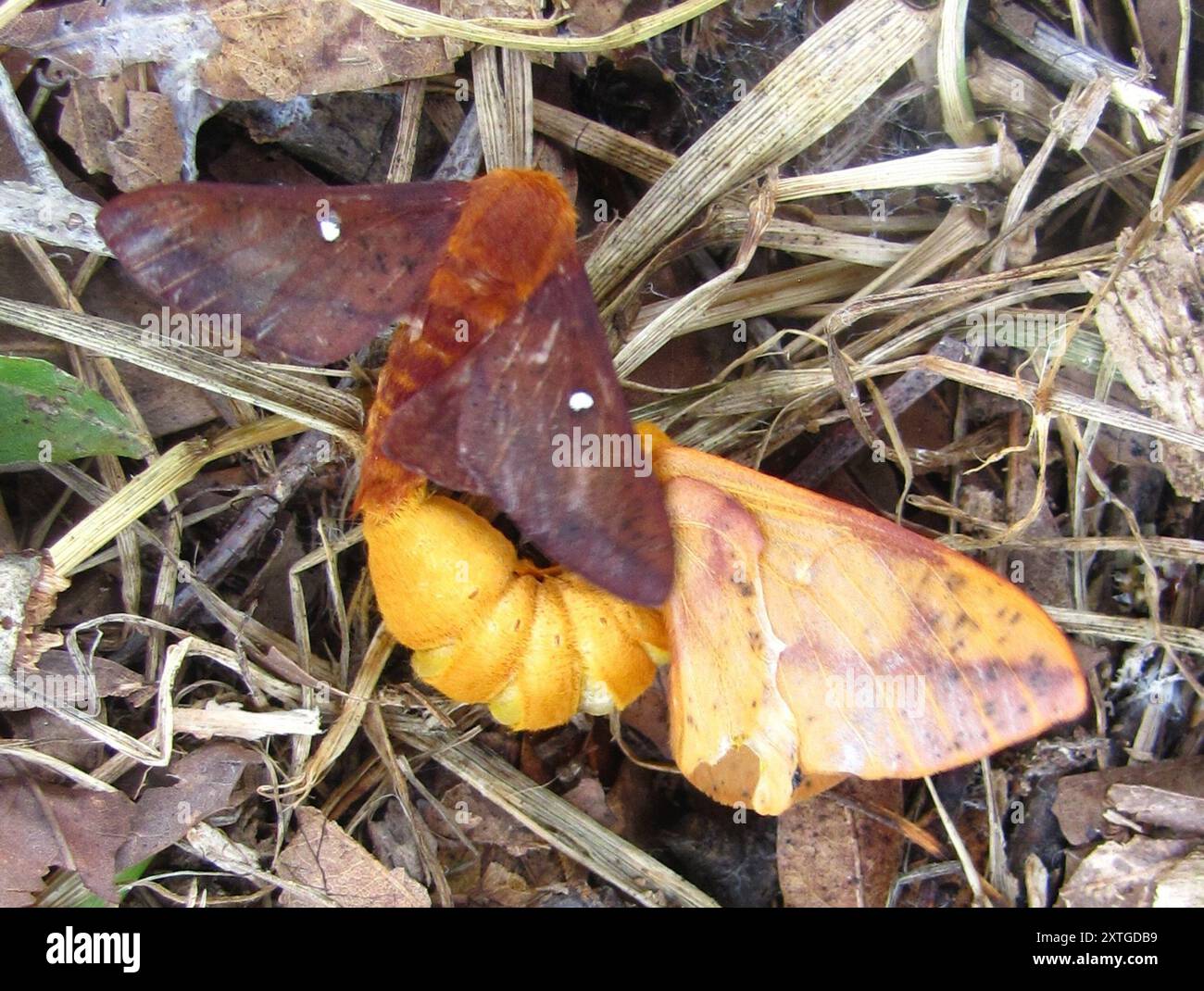 Oakworm moth hi-res stock photography and images - Alamy