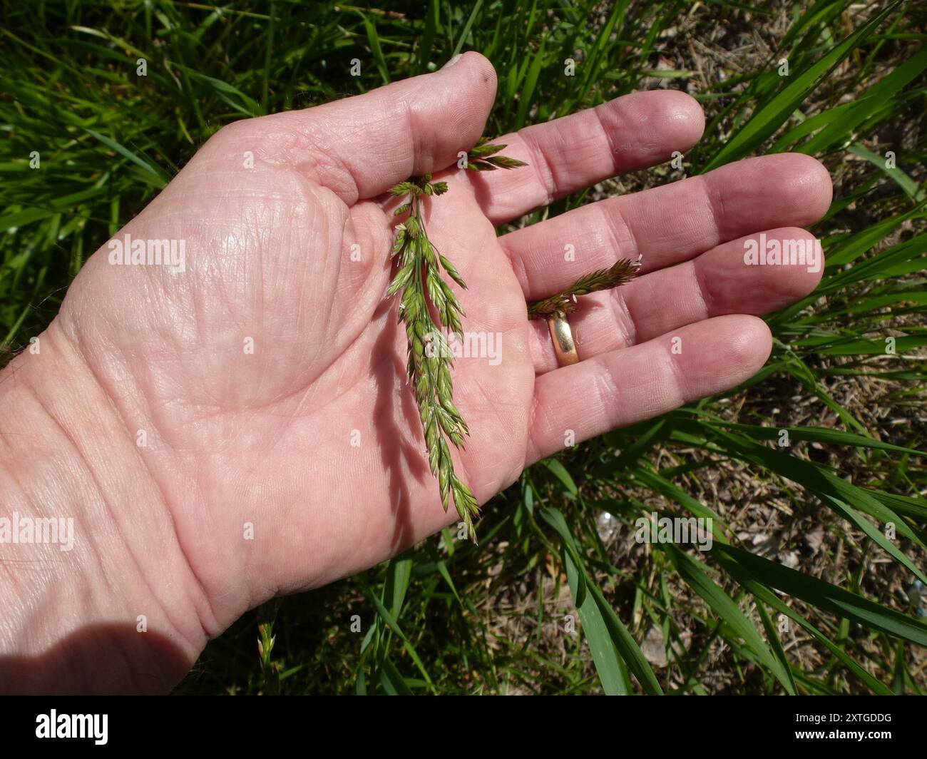 grasses (Poaceae) Plantae Stock Photo - Alamy