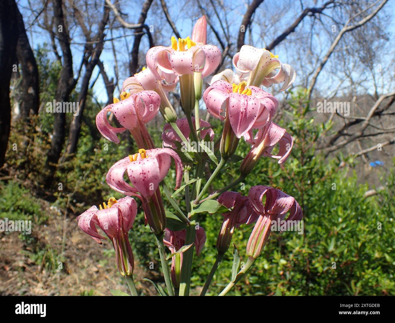 Lilium rubescens hi-res stock photography and images - Alamy