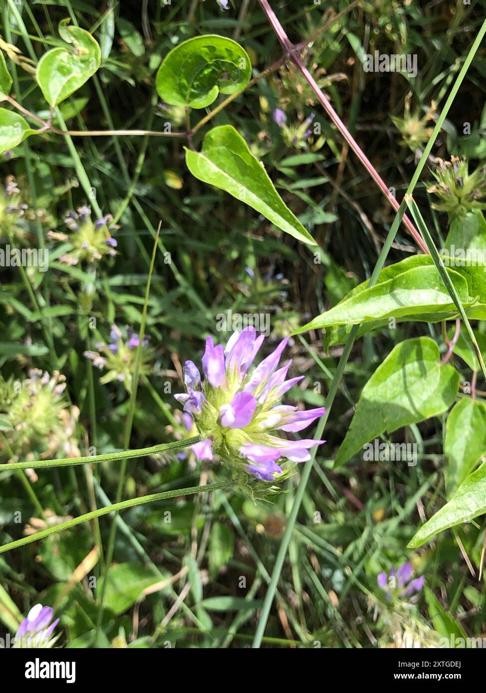 arabian pea (Bituminaria bituminosa) Plantae Stock Photo - Alamy