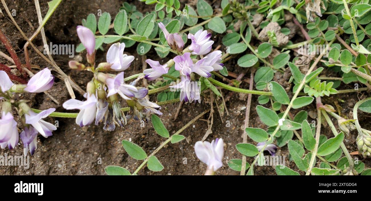 Alpine Milkvetch (Astragalus alpinus) Plantae Stock Photo - Alamy