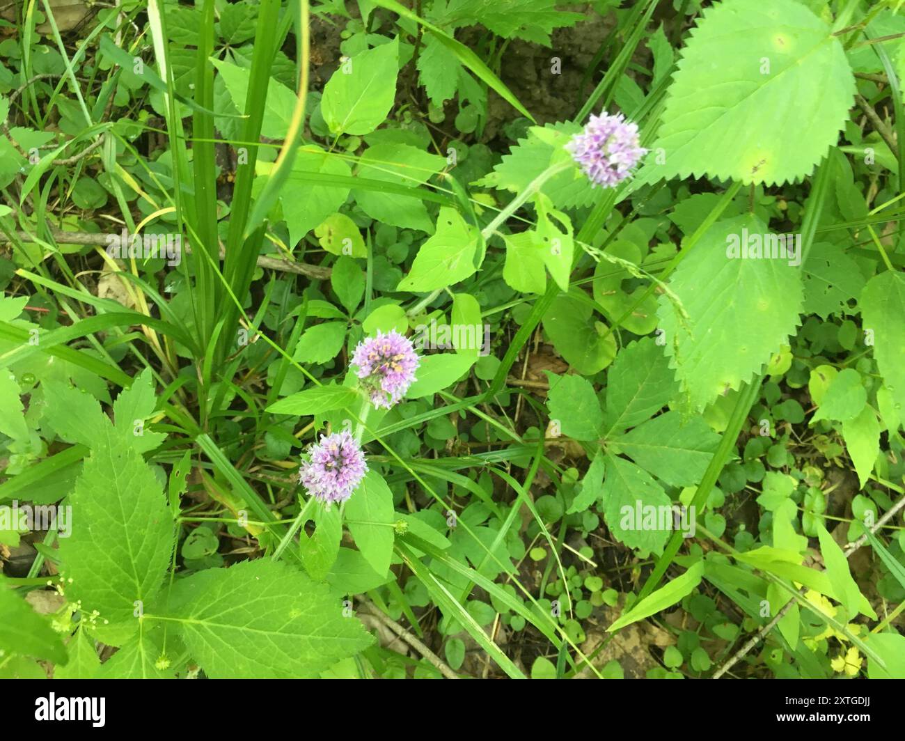 Downy pagoda plant hi-res stock photography and images - Alamy