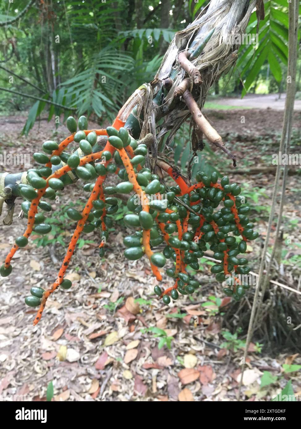 pacaya palm (Chamaedorea tepejilote) Plantae Stock Photo - Alamy