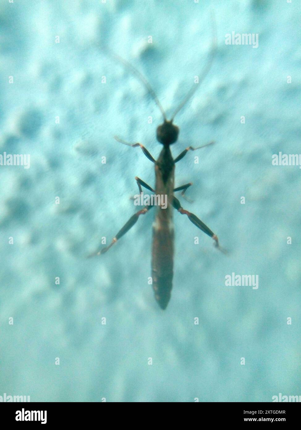 Crown Wasps (Stephanidae) Insecta Stock Photo - Alamy