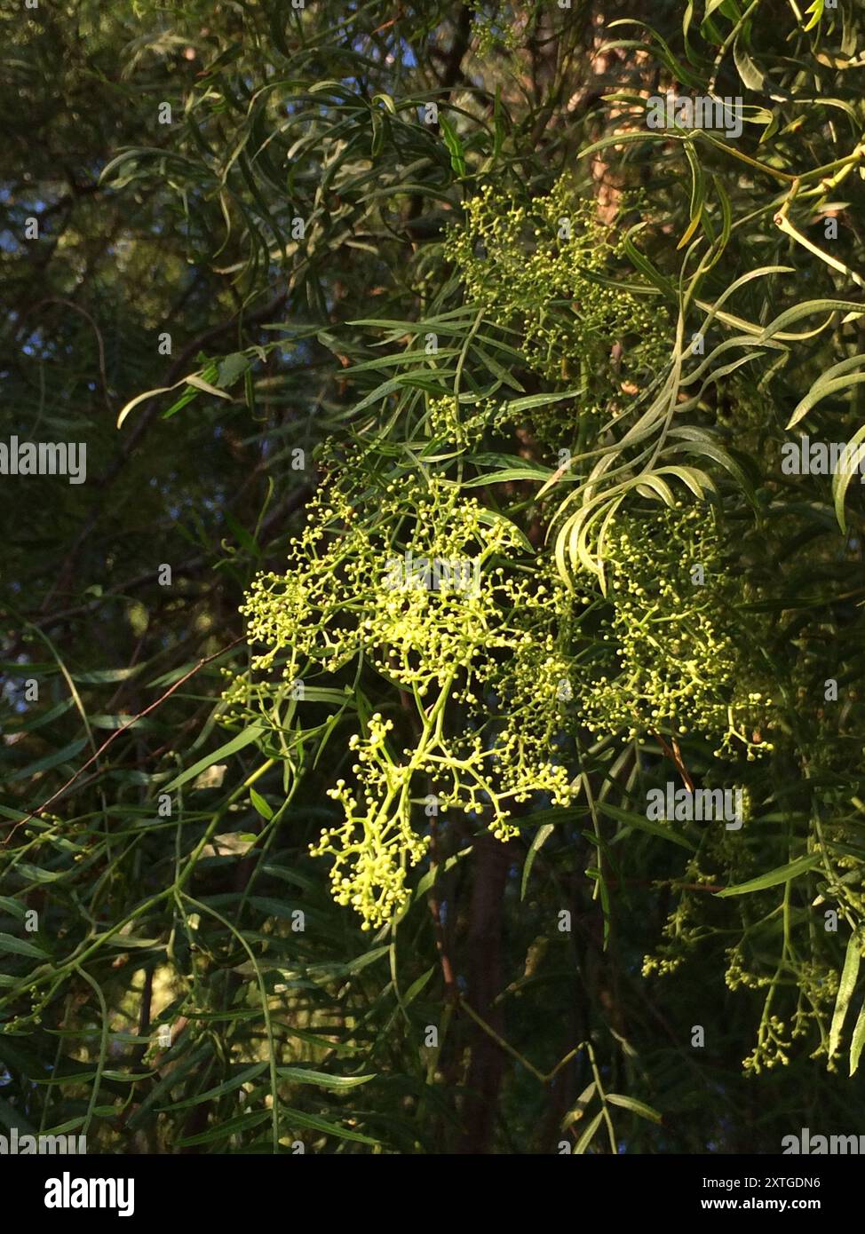 Peruvian Pepper Tree (Schinus molle) Plantae Stock Photo - Alamy