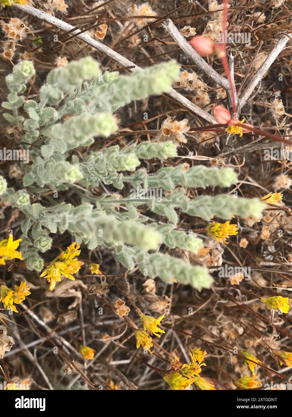 Alkali Weed (Cressa truxillensis) Plantae Stock Photo - Alamy