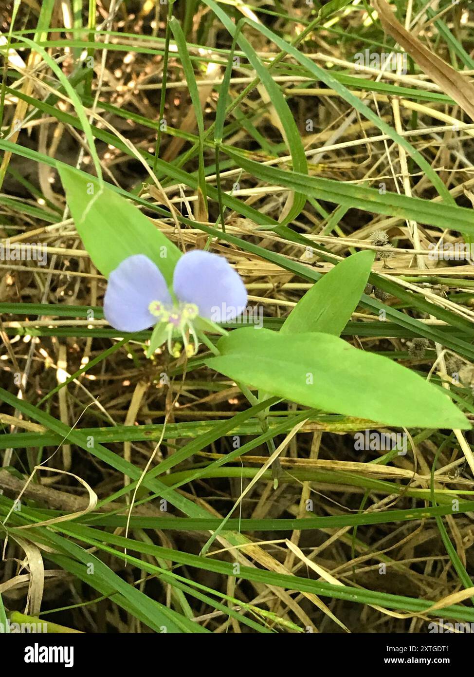 False dayflower (Tinantia anomala) Plantae Stock Photo - Alamy