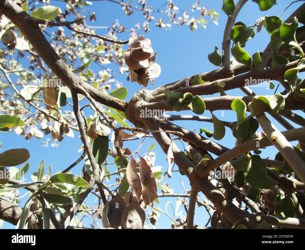 silver terminalia (Terminalia sericea) Plantae Stock Photo - Alamy