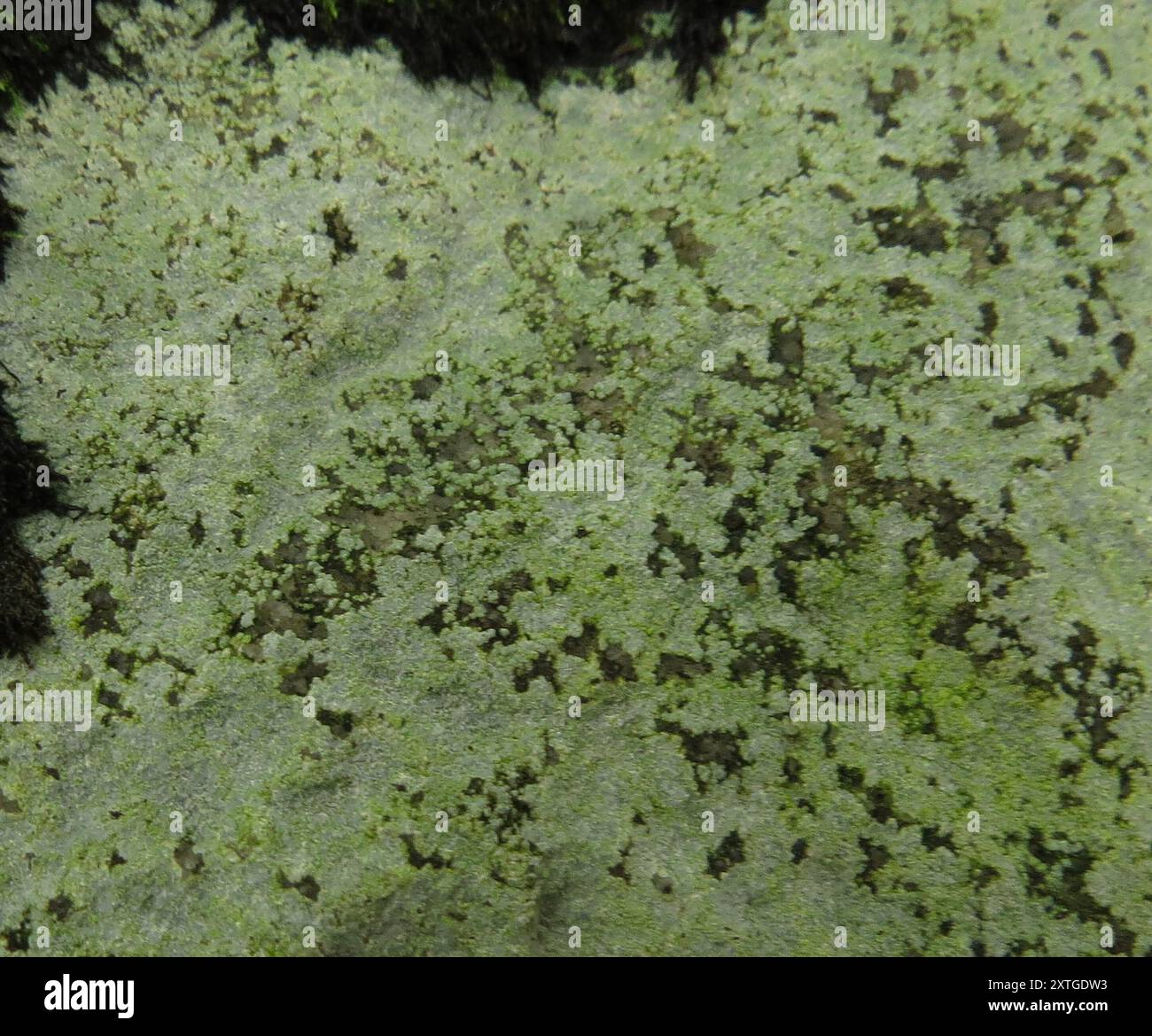 Fluffy Dust Lichen (Lepraria finkii) Fungi Stock Photo - Alamy