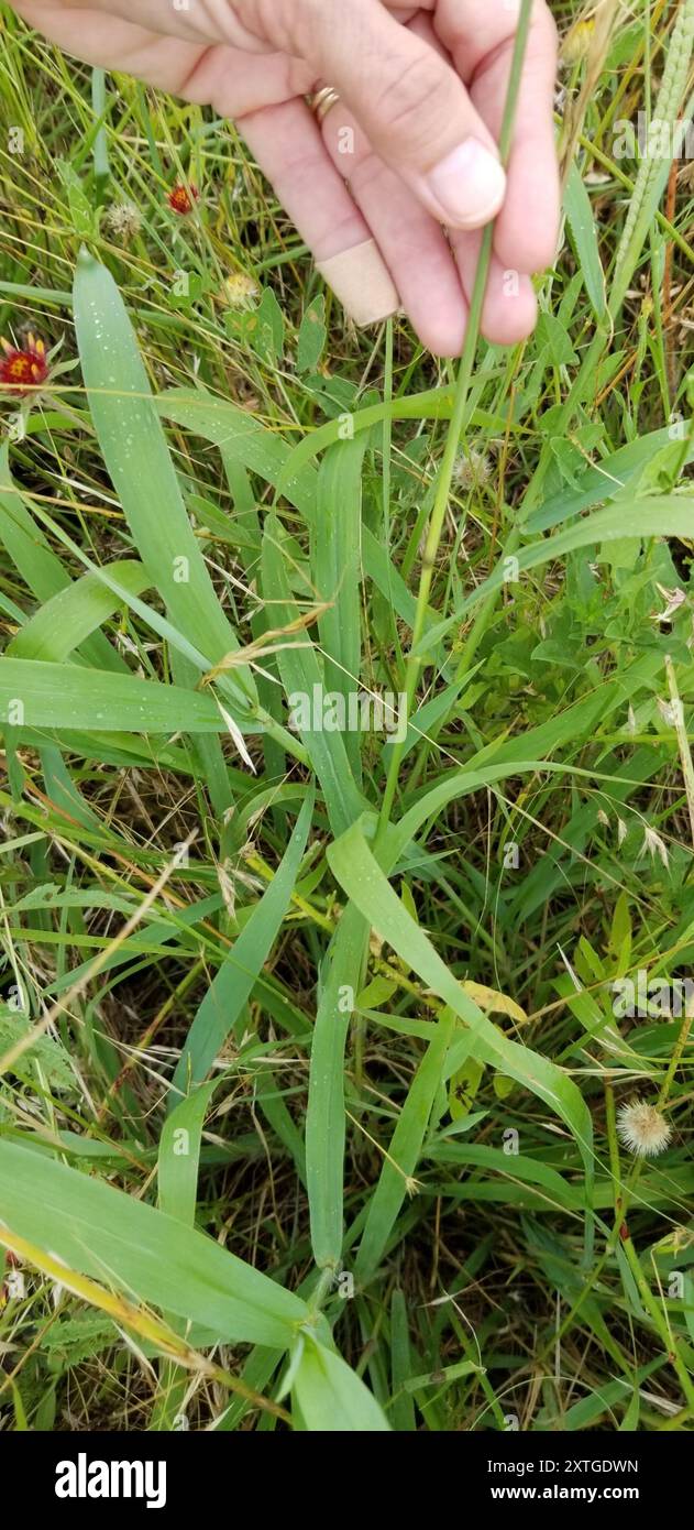Dallis grass (Paspalum dilatatum) Plantae Stock Photo - Alamy