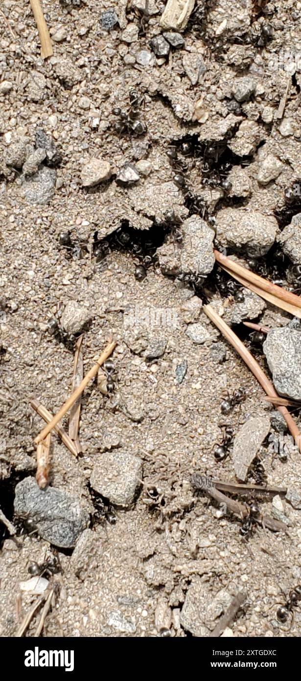 Formicine Ants (Formicinae) Insecta Stock Photo - Alamy