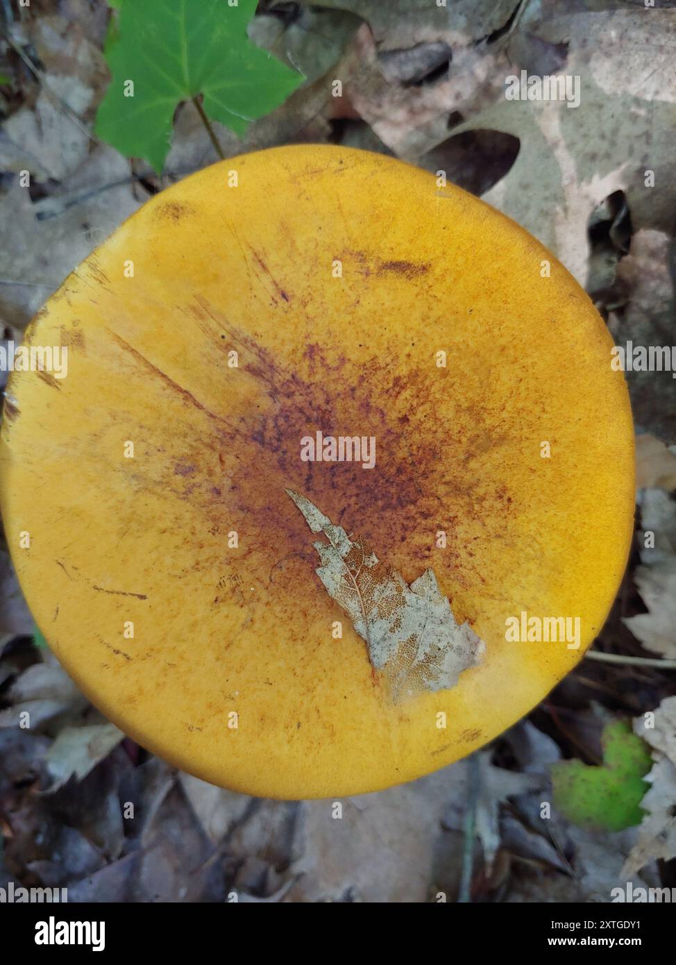 Red-mouth Bolete (Neoboletus subvelutipes) Fungi Stock Photo - Alamy