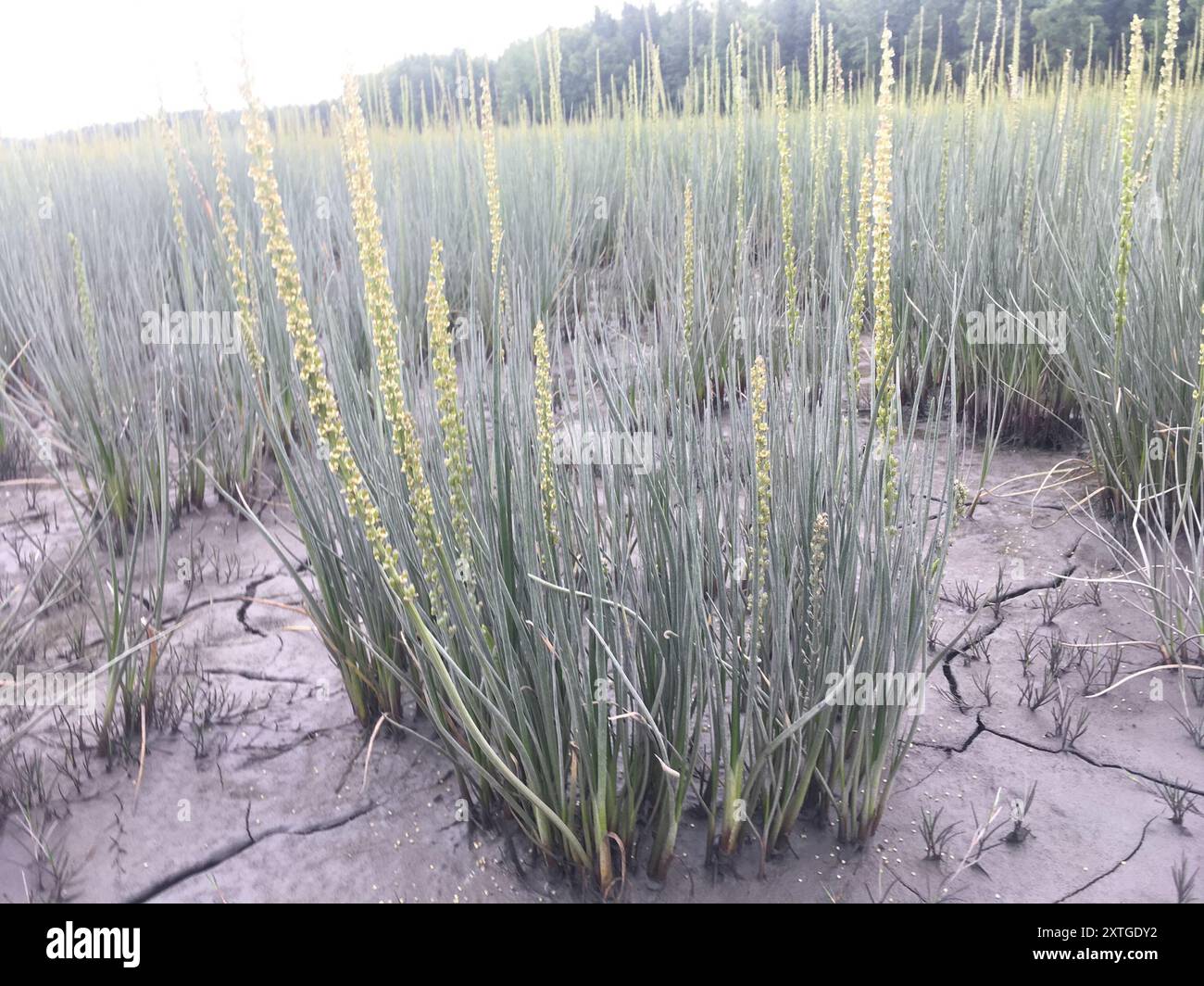 common arrowgrass (Triglochin maritima) Plantae Stock Photo - Alamy