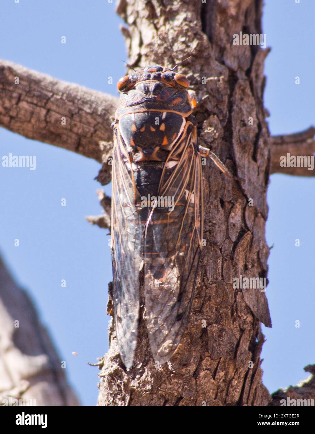 Orange-and-black Cicada (Hadoa duryi) Insecta Stock Photo - Alamy