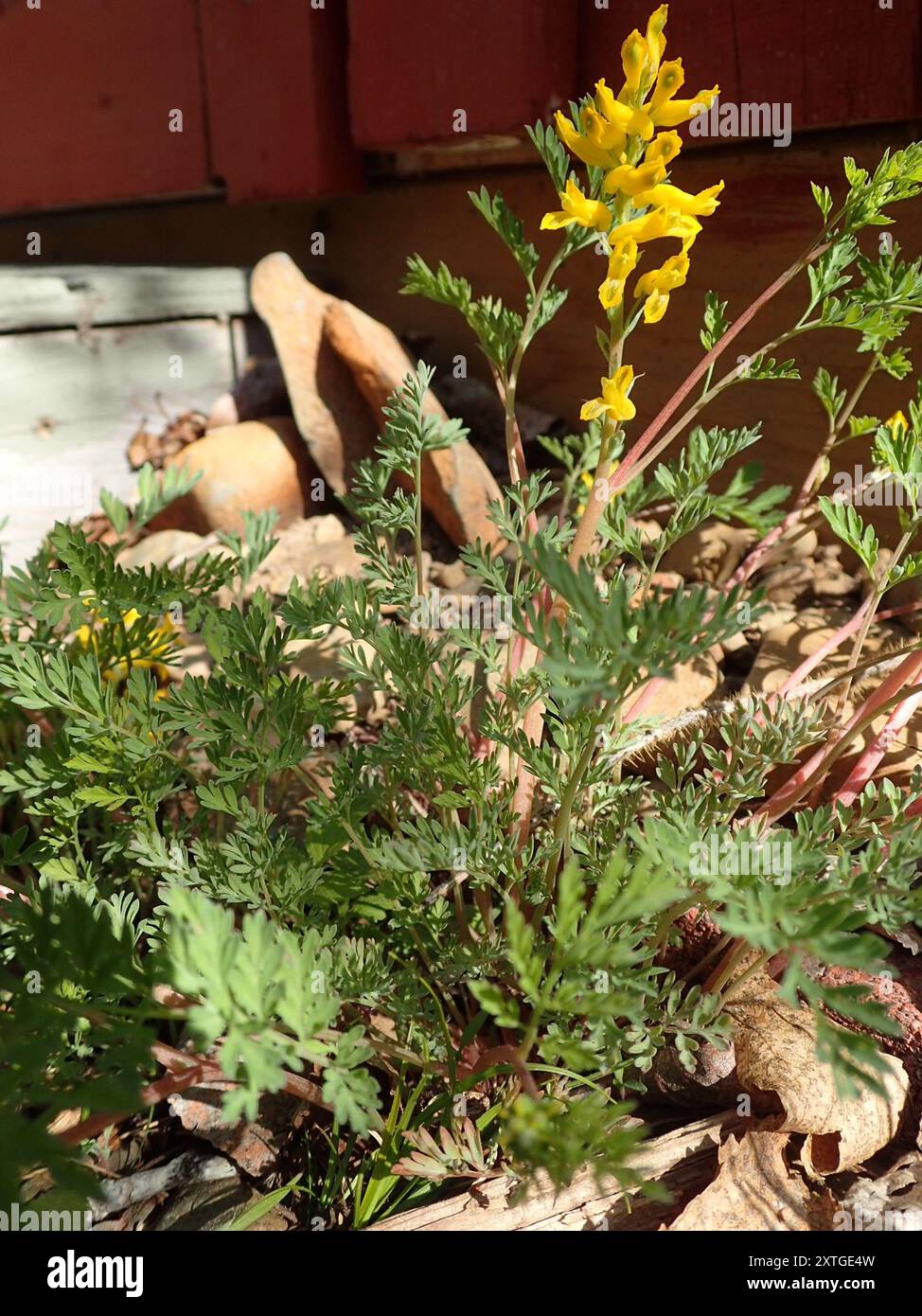 golden corydalis (Corydalis aurea) Plantae Stock Photo - Alamy