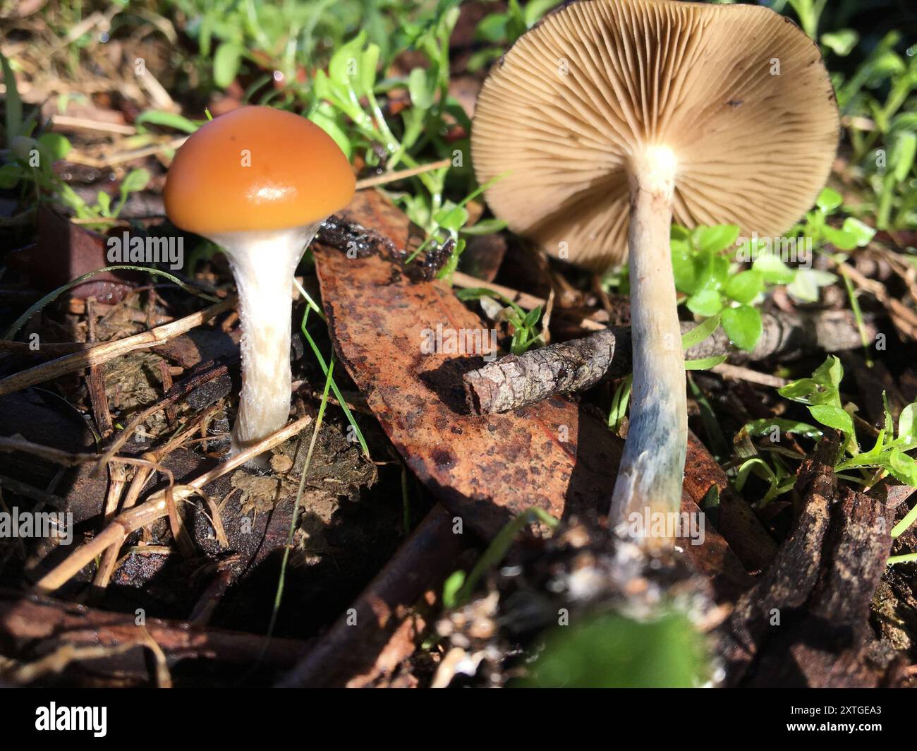 Psilocybe subaeruginosa hi-res stock photography and images - Alamy