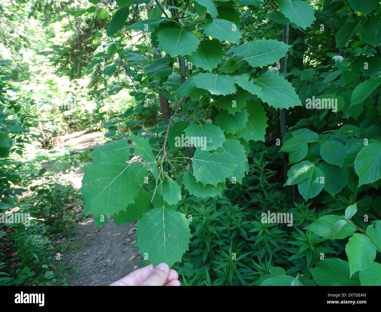 bigtooth aspen (Populus grandidentata) Plantae Stock Photo - Alamy